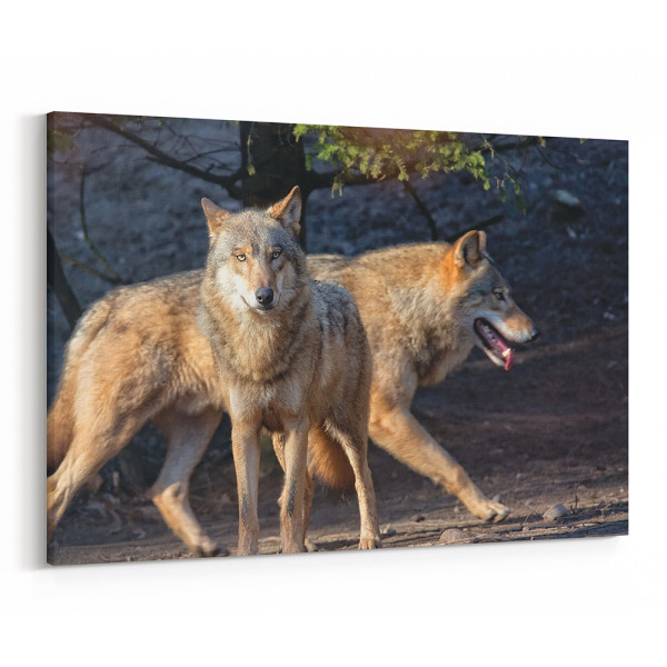 Wolf Canvas Prints | Wall Art of Wolves | 365Canvas