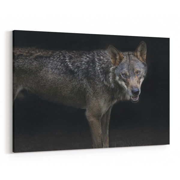 Wolf Canvas Prints | Majestic Wolf Wall Art for Nature Lovers | 365Canvas