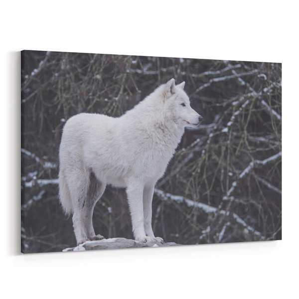 Wolf Canvas Prints | Majestic Wolf Wall Art for Nature Lovers | 365Canvas